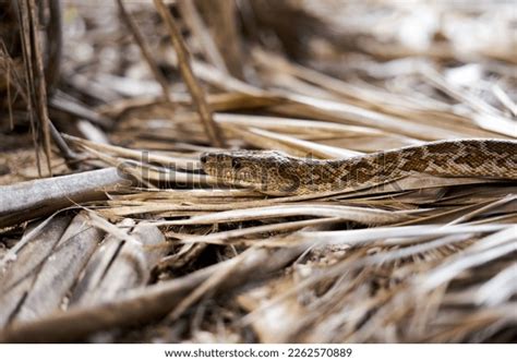 Cuban Boa Chilabothrus Angulifer Photographed Guanahacabibes Stock