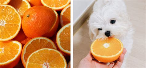 강아지 오렌지 먹어도 되나요 주의사항은 비마이펫 라이프
