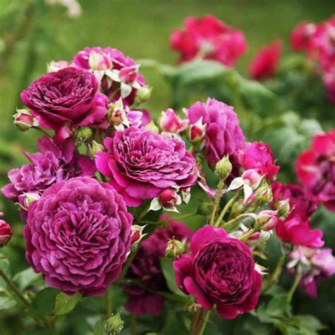 Роза флорибунда Пурпл Эден (Purple Eden) купить саженцы почтой из ...