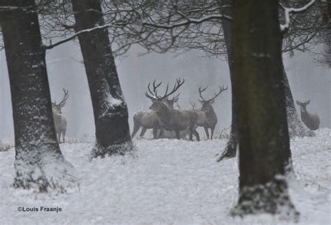1aa Edelherten In De Sneeuw Copyright Foto Louis Fraanje Lf 0493 Lf Bw Wit De Veluwenaar
