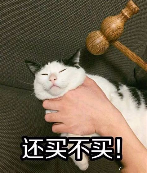 猫咪撒娇表情包你开枪吧反正我的心早已死了