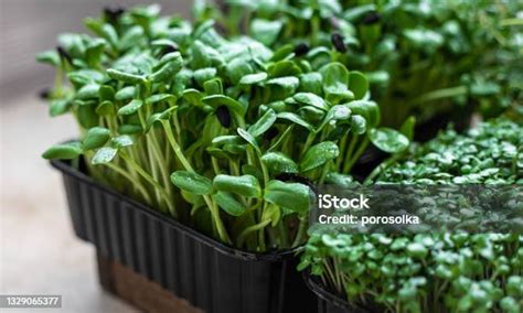 용기에 마이크로 그린의 다른 유형 집에서 씨앗 발아 비건 및 건강한 식습관 유기농 생 마이크로그린 허브에 대한 스톡 사진 및 기타 이미지 Istock