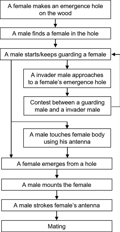A Diagram Of The Normal Mating Sequence Shown By I Japonica Download Scientific Diagram