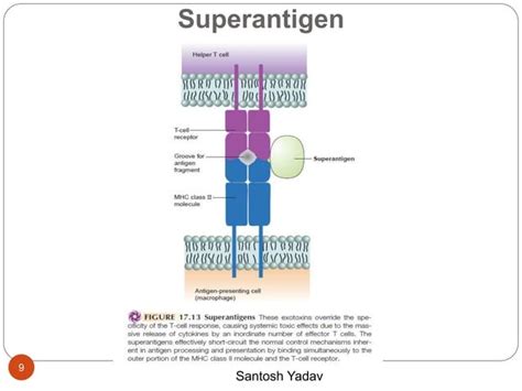 Bacterial Toxin And Bacteriocin Pptx Genetics Science