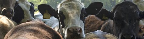 Info On Flies Mange And Lice Cattle Ectoparasites Elanco