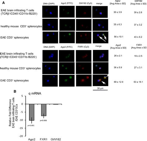Figure 7 From Dysregulated Rna Induced Silencing Complex Risc
