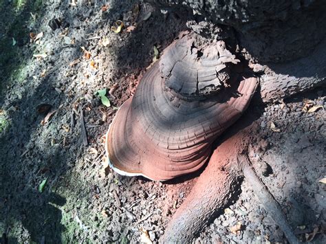 Ganoderma Butt Rot New Fungal Species Fells Young Trees West Coast Nut