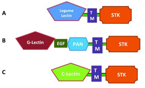 Lectin Function In Plants At Margaret Faye Blog