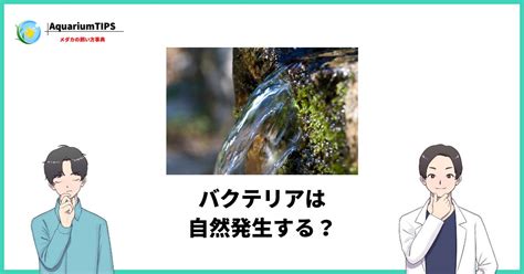 メダカの水槽でバクテリアは自然発生するバクテリアが与える効果と増やす方法 アクアリウムTIPSメダカの飼い方事典
