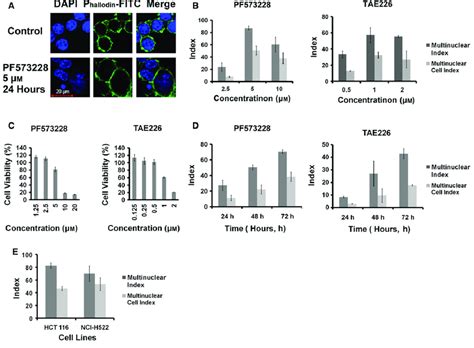 Pf573228 And Tae226 Induced Multinuclear Cell Formation A