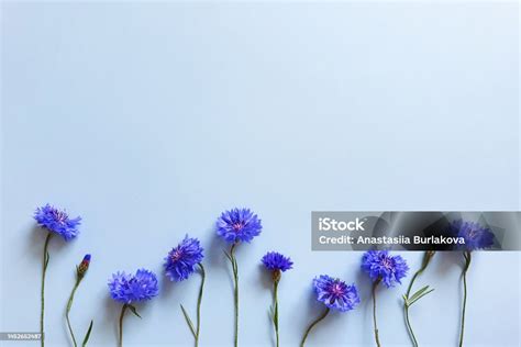 꽃 테두리 프레임 파란색 배경에 Knapweed 수레 국화 꽃 복사 공간 화장품 광고 배경 제품 패키지를 표시 할 빈 장소 모형 봄 여름 플랫 레이 수레국화에 대한 스톡