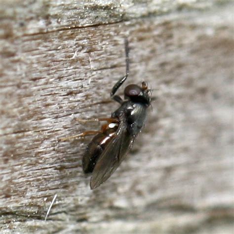 Semaphore Fly Leptopsilopa Atrimana BugGuide Net