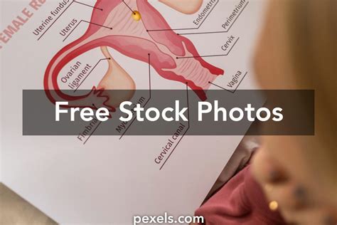 Womens Sex Parts Photos Download The Best Free Womens Sex Parts Stock