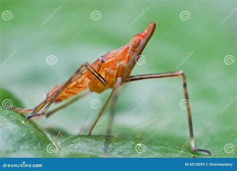 Pink Red Treehopper Nymph Stock Image Image Of Wild Wilderness 6515093