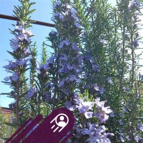 როზმარინის ზეთი