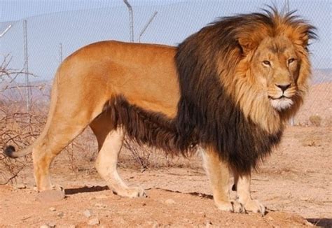 멸종위기 바바리사자 네이버 블로그