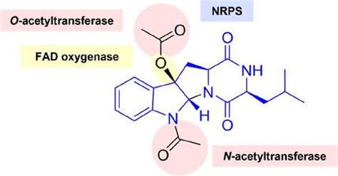 Protubonine Journal Of Natural Products