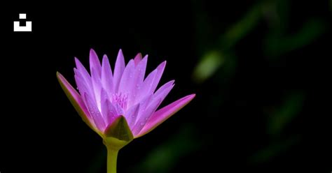 보라색 꽃이 물에서 자라고 있습니다 사진 Unsplash의 무료 꽃 이미지