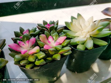 吹雪之松锦多肉盆景盆栽植物花草摄影素材汇图网