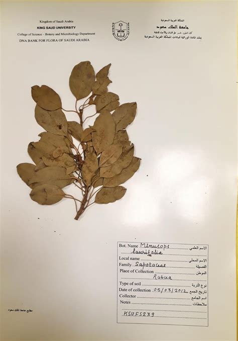 Herbarium Ficus Ingens
