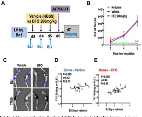 Figure 1 From Transferrin Receptor In Primary And Metastatic Breast