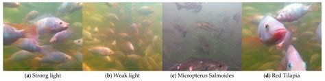 Diseased Fish Detection In The Underwater Environment Using An Improved