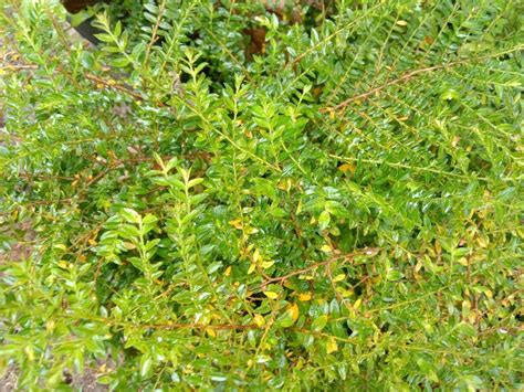 Plantas De Ligustrum Imagen De Archivo Imagen De Utilizado 362456851