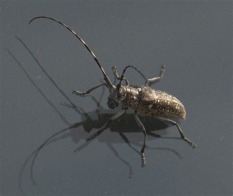 Monochamus Scutellatus ¿cómo Identificarlo Picture Insect