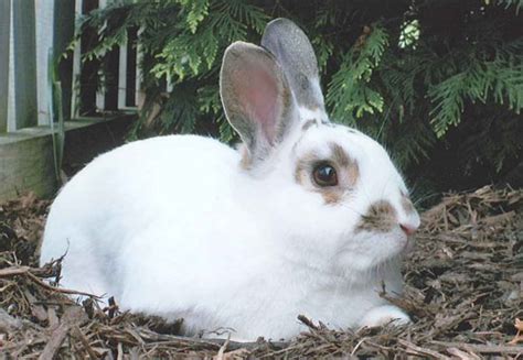 Sumber Dunia Tani Baka Baka Arnab