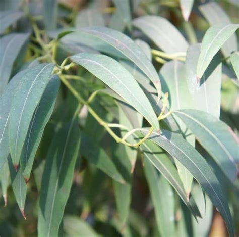 Narrow Leaved Peppermint Plants For Spaces