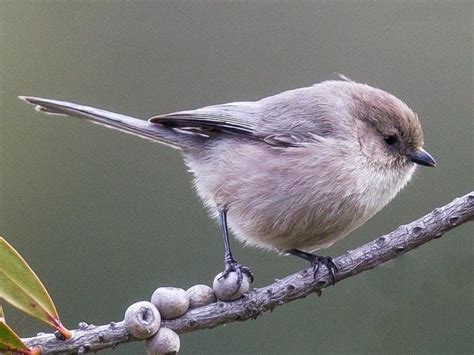 Bushtit Psaltriparus Minimus Male Pacific American Bushtit Oak
