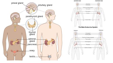 Myocardium Definition Structure Functions Biology Notes Online Myocardium Definition Structure Functions Biology Notes Online