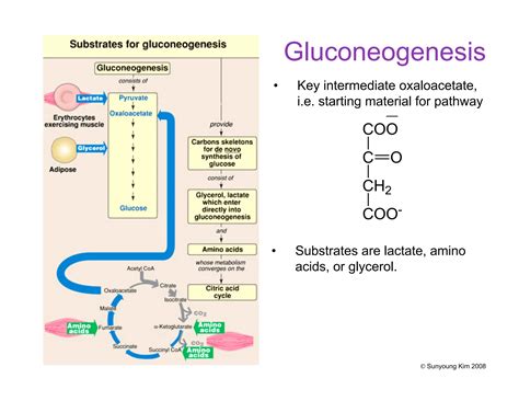 Gluconeogenesis 2008 Biochem 201 Handoutpdf