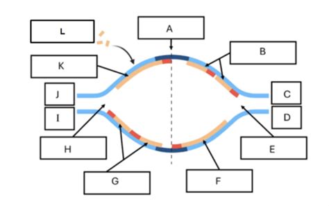 MCDB Unit 4 Replication Diagram Flashcards Quizlet