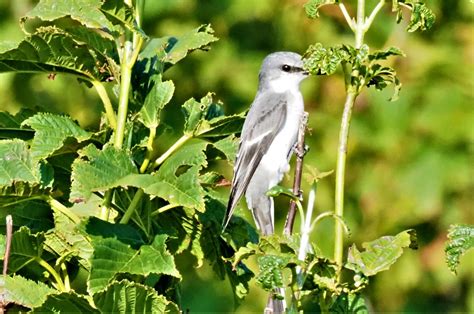 今日の花鳥日誌 こちらがサンショウクイ