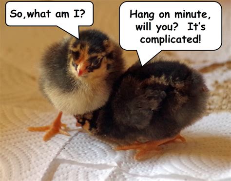 Randy S Chicken Blog Sexing Chickens The Art Science And History Of Hen Vs Rooster