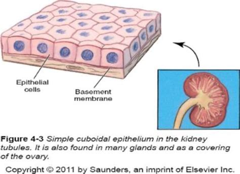 Bio 103 Chapter 4 Tissues And Membranes Josh Flashcards Quizlet