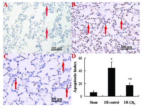 Cellular Apoptosis Was Measured By Tunel Staining Original