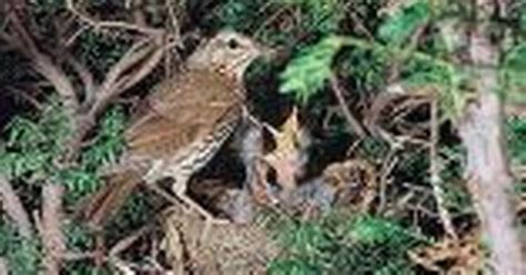 Nesting Birds Are All Of A Flutter Manchester Evening News