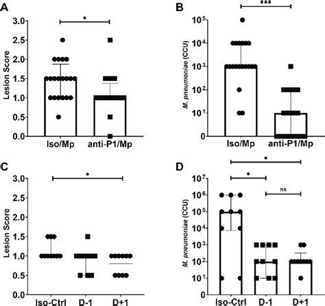 Passive Transfer Of Anti P1 Monoclonal Antibody To Naïve Mice A