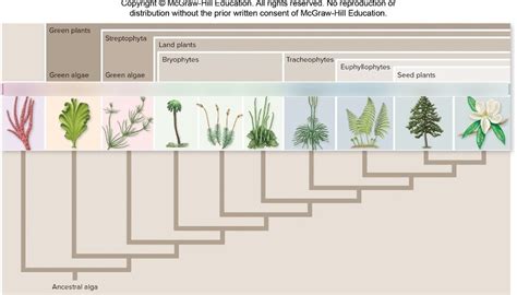 Land Plant Phylogeny