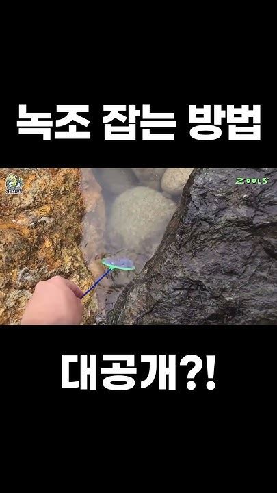 녹조 낀 연못 물을 맑게 하는 비밀 Youtube