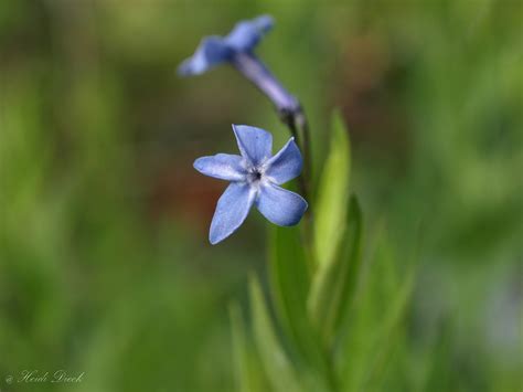 Amsonia Orientalis Blue Ice Herrenkamper Gärten Pflanzenraritäten