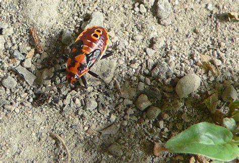 What Do Firebugs Eat Fiery Red Bugs Who Suck On Treeparts Whats