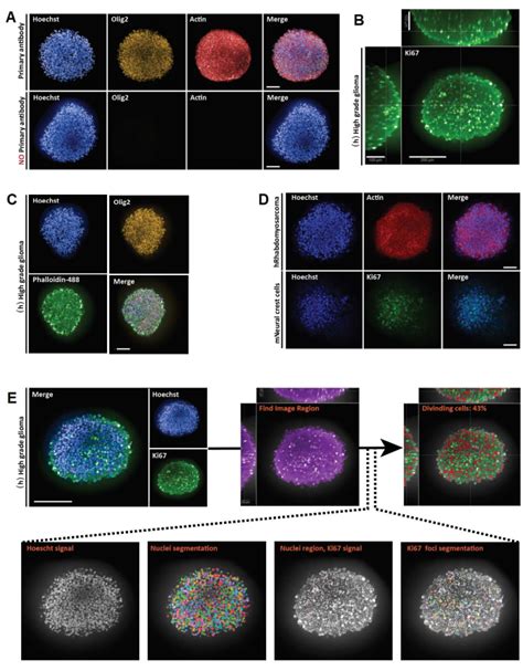 Staining And High Resolution Imaging Of Three Dimensional Organoid And Spheroid Models