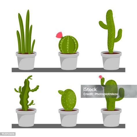 화분에 선인장 Houseplants의 집합입니다 흰색 배경에 플랫 스타일에 선인장 아이콘 식물 벡터 일러스트 레이 션 0명에 대한 스톡 벡터 아트 및 기타 이미지 Istock