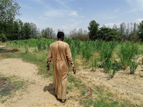 Panicum Maximum And Other Species Of Grasses And Hay Production Vvs Zambia