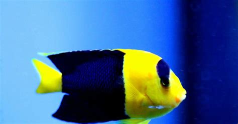 Web Test Runner To Replace Karma Programmingdev