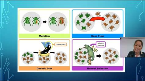 Qce Biology Unit 4 Topic 2 Microevolution Youtube