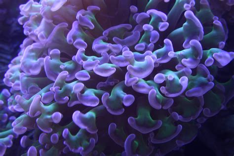 神戸市：スマスイの生きものたち（海水の世界）